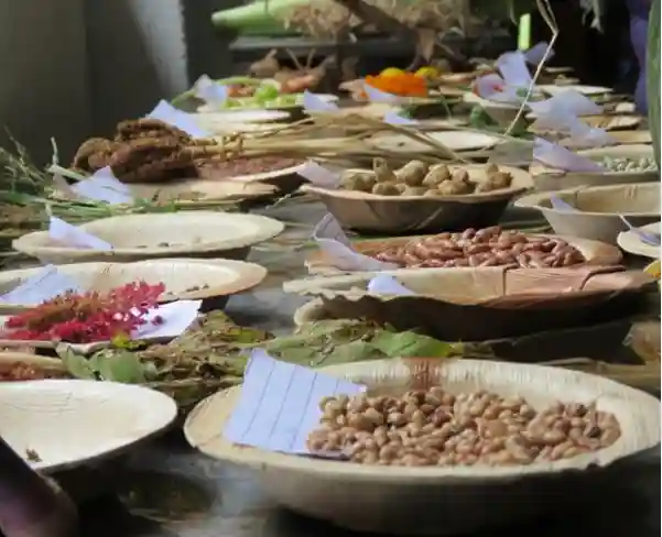 Top Things to Do in Telopea for Families & Kids