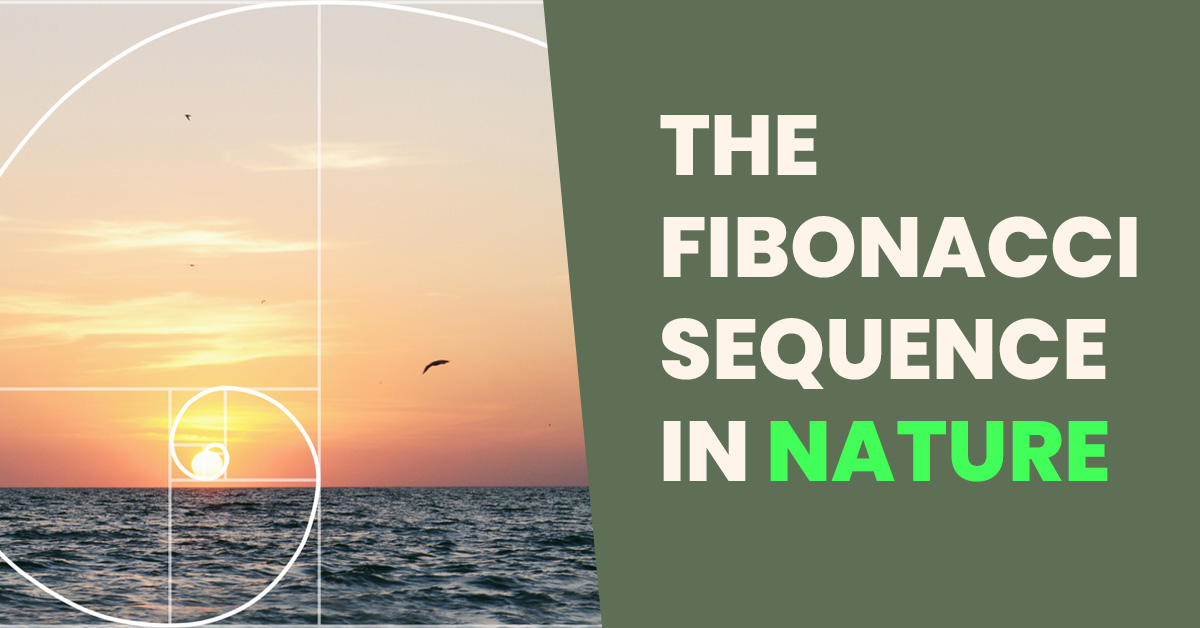 The Fibonacci Sequence in Nature
